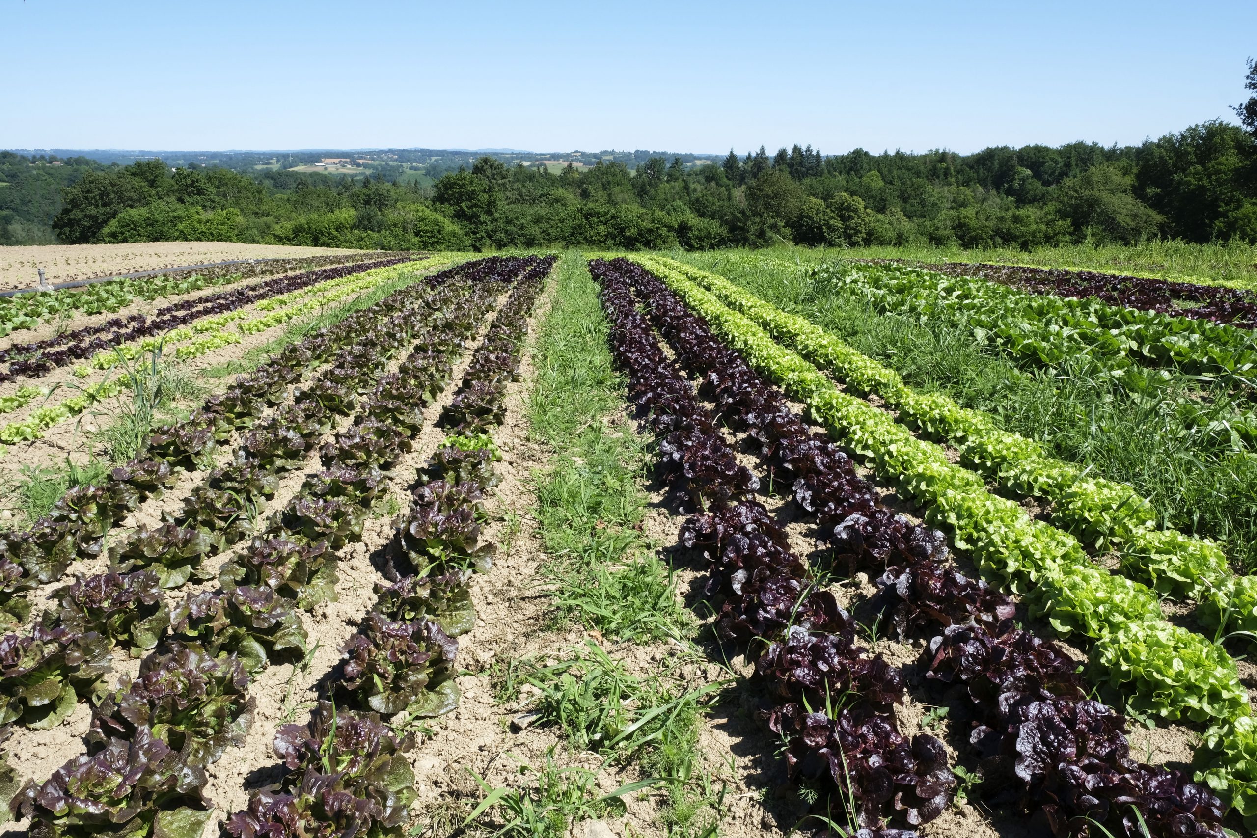 Notre métier de maraîcher - Le Potager Coudert